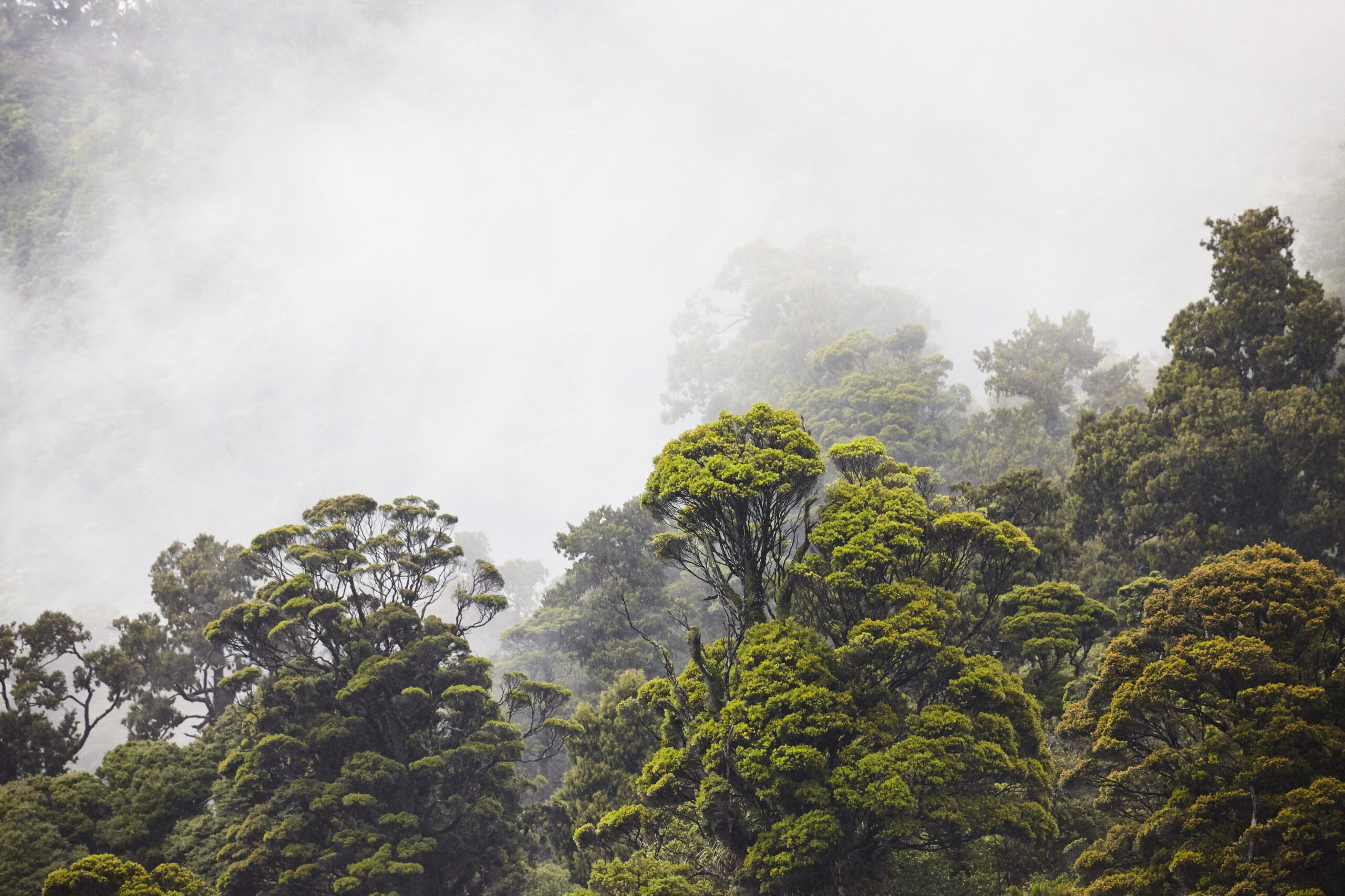 Independent Verification of Purpose Capital’s Impact Principles Alignment: A First for New ...